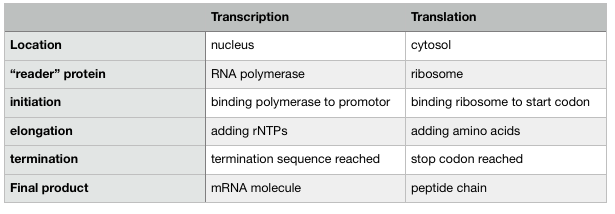 Translation into Proteins - Wize University Biology Textbook | Wizeprep